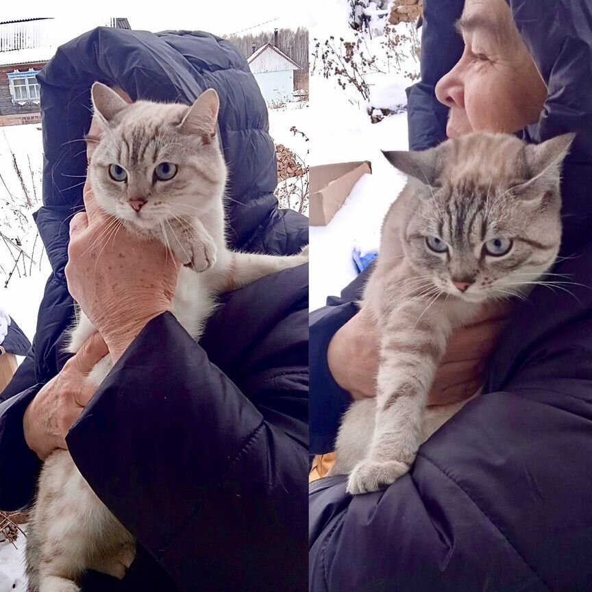 Два братика 10 мес. В добрые руки