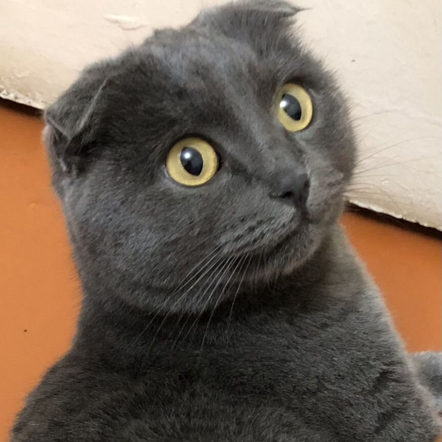 Кошечка в добрые руки