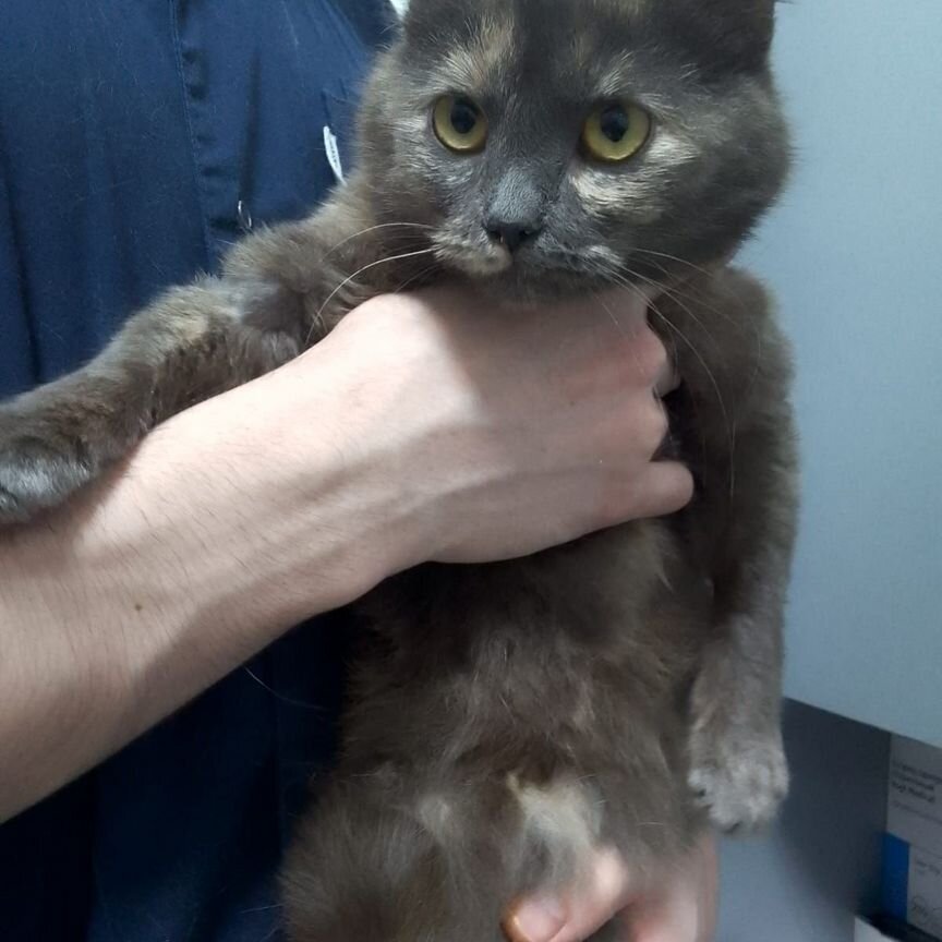 Чудесная кошечка в поисках дома