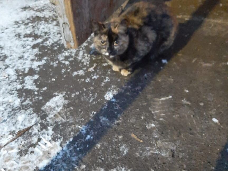 Кошечка подросток одна в подвале