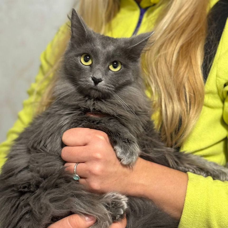 Кошка в приюте