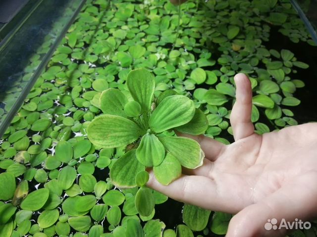 Аквариумные растения