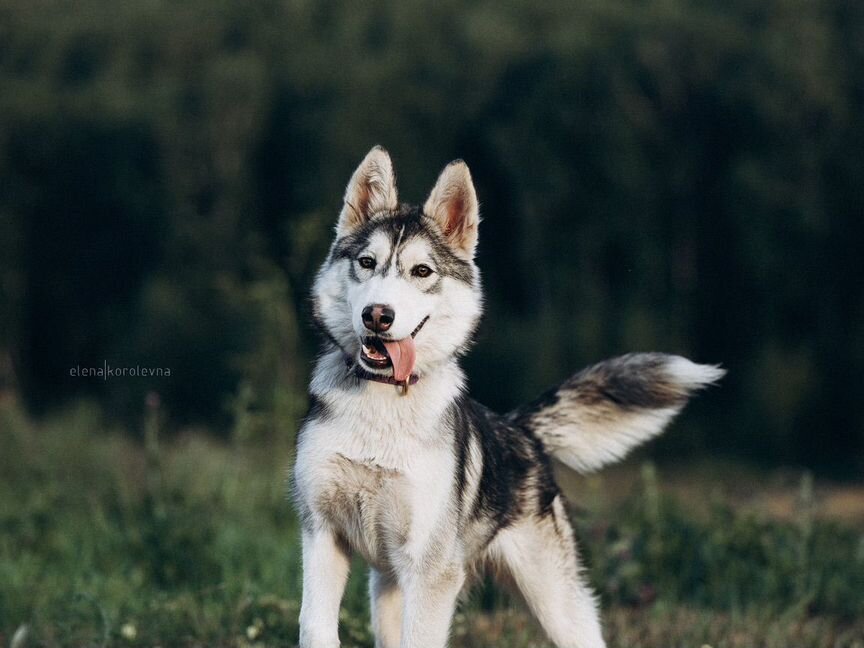 Дикси из приюта