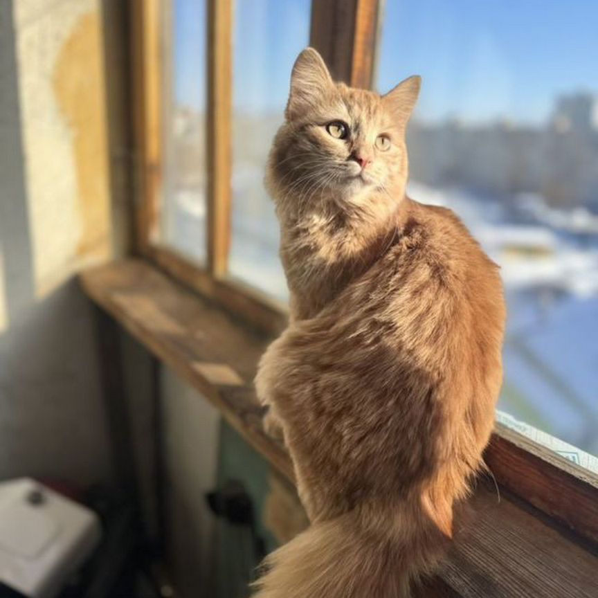 Кошка