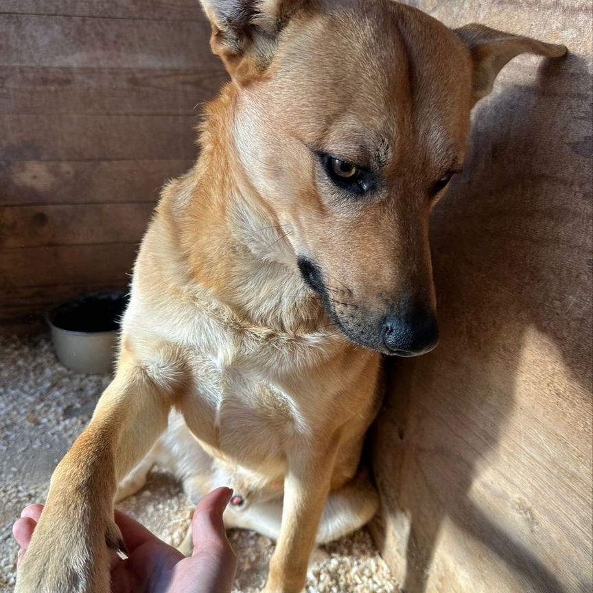 Артист - много говорящая кличка пса из приюта