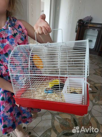 Хомяки королевские ждунгарские