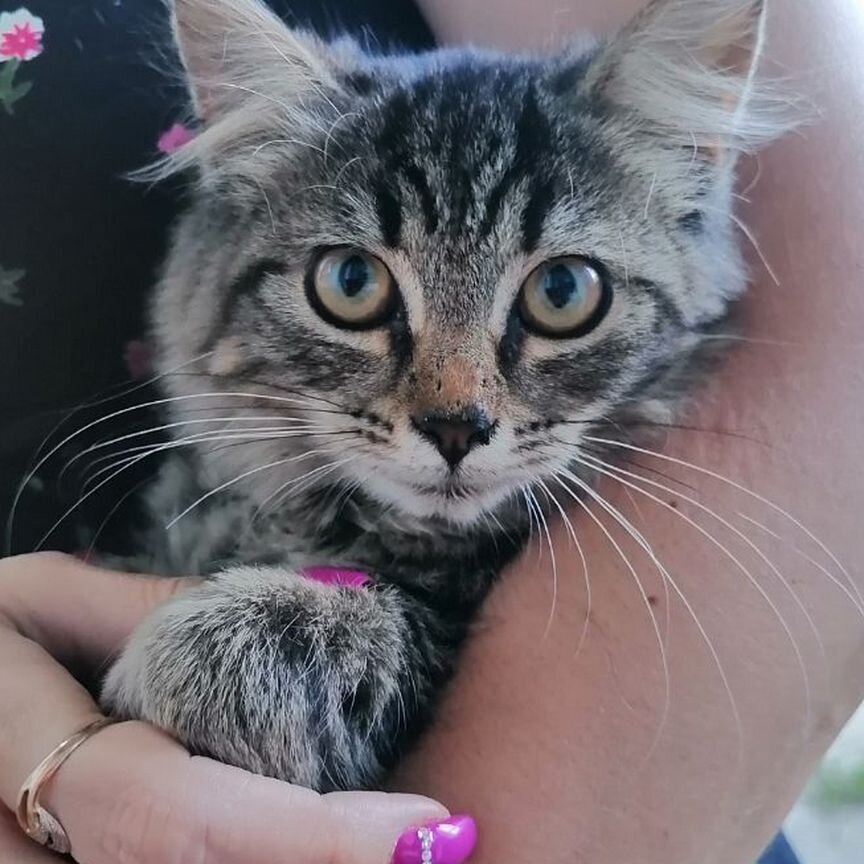 Отдам в хорошие руки котят, 2 девочки один мальчик