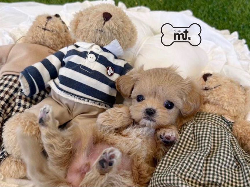 Мальтипу f1 mini