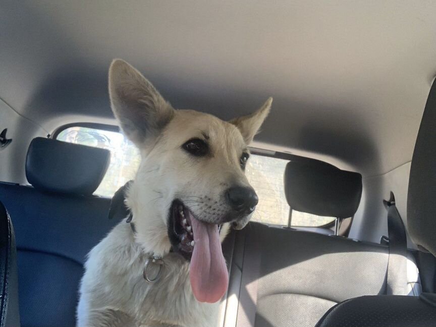 Щенок в добрые руки