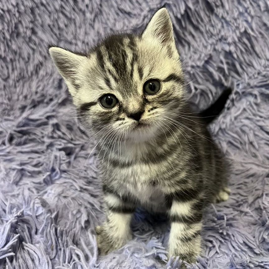 Шотландский вислоухий короткошёрстный котёнок