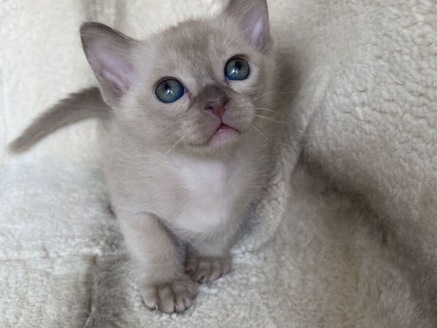Бурманские котята