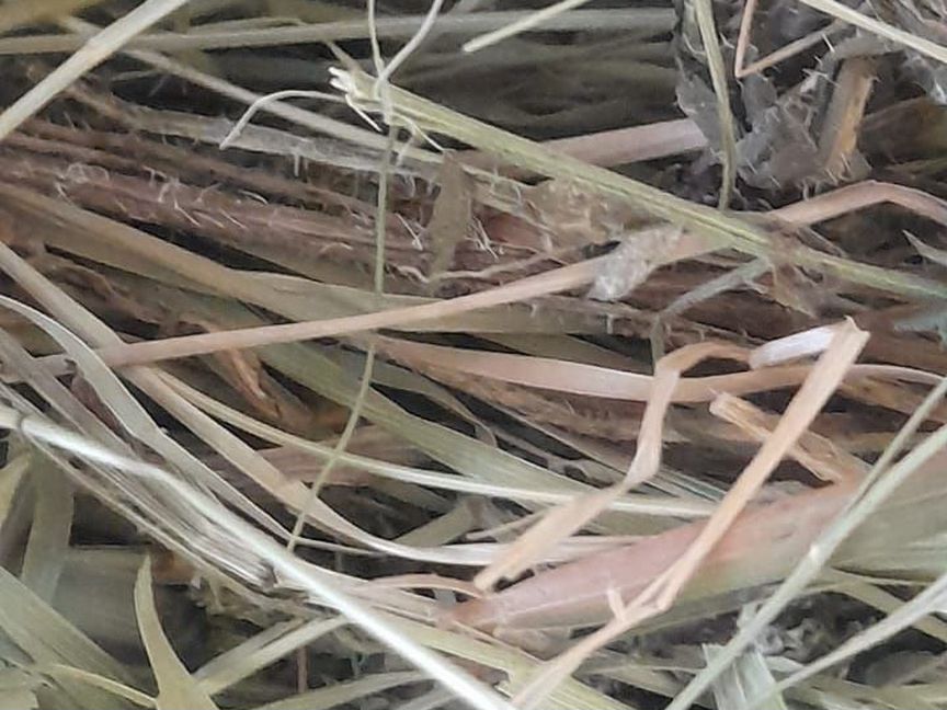 Сено для грызунов