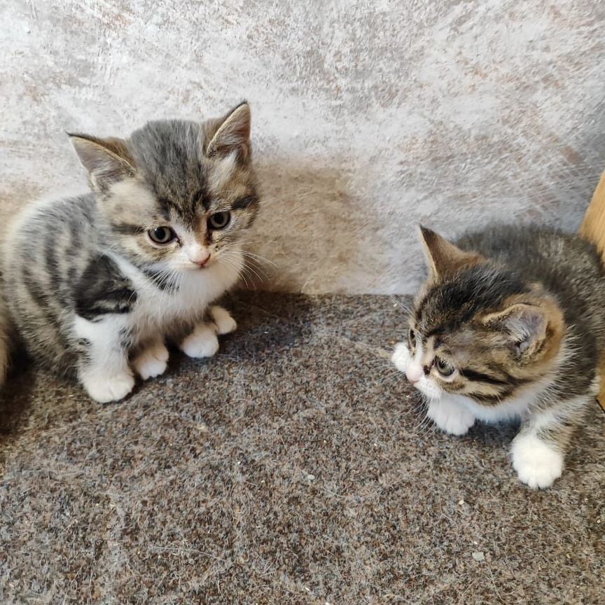 Котята в добрые руки бесплатно