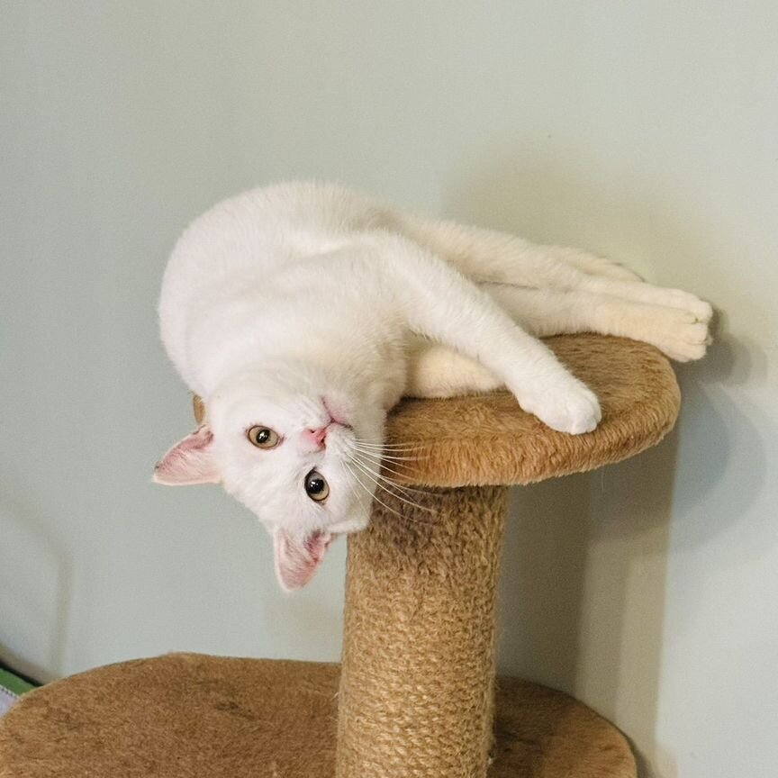 Кастрированный котик в добрые руки