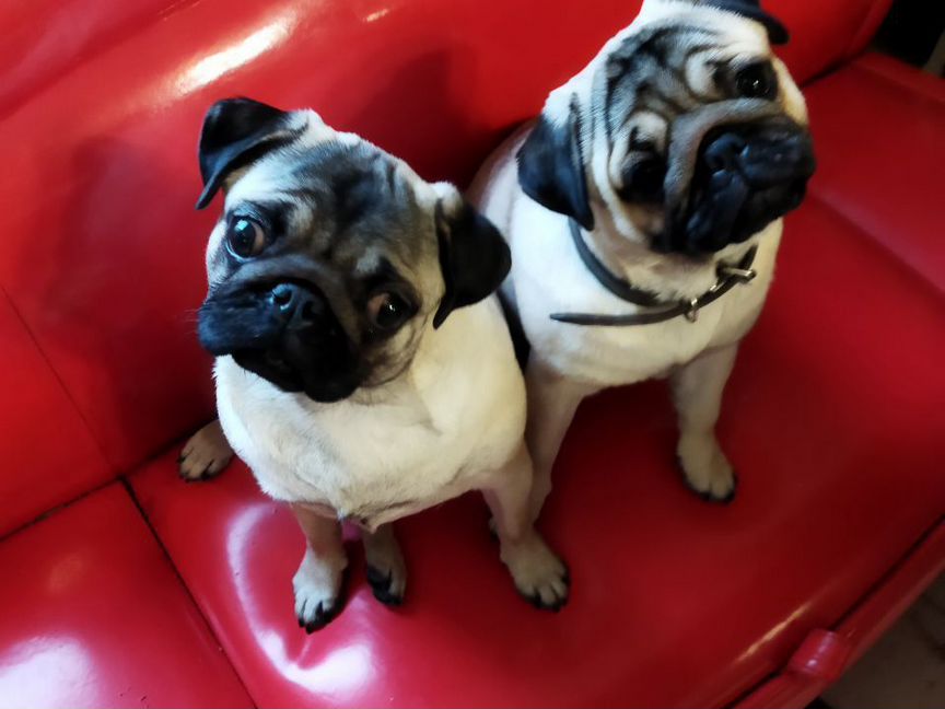 Мопс девочка-красотка