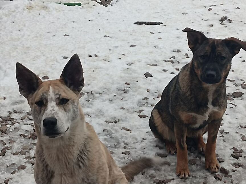 Собаки бесплатно в добрые руки