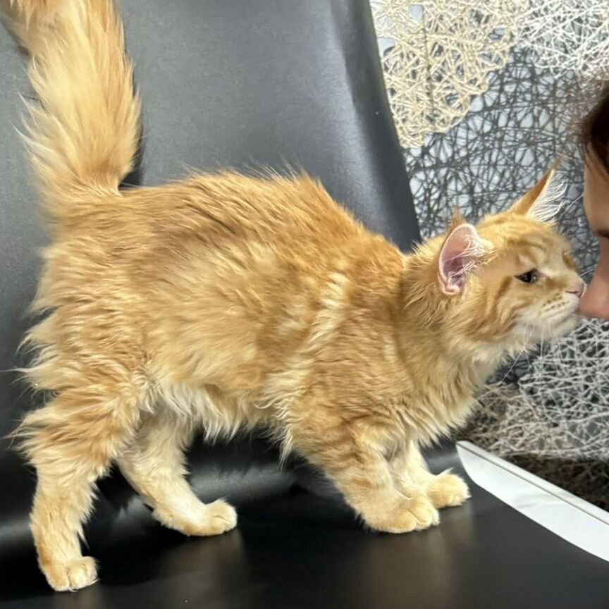 Целовательный кот мейн кун