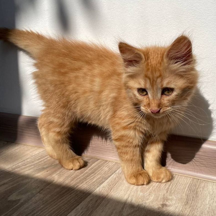 Рыжий котенок девочка