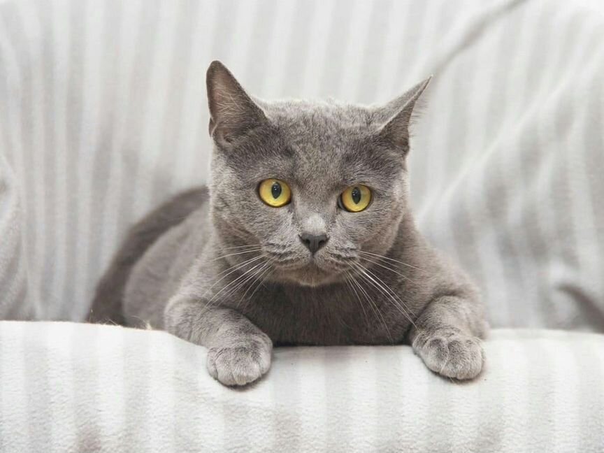 Отдам кошку Афину