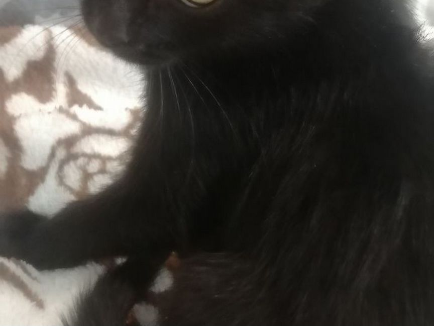 Котенок девочка 3 месяца