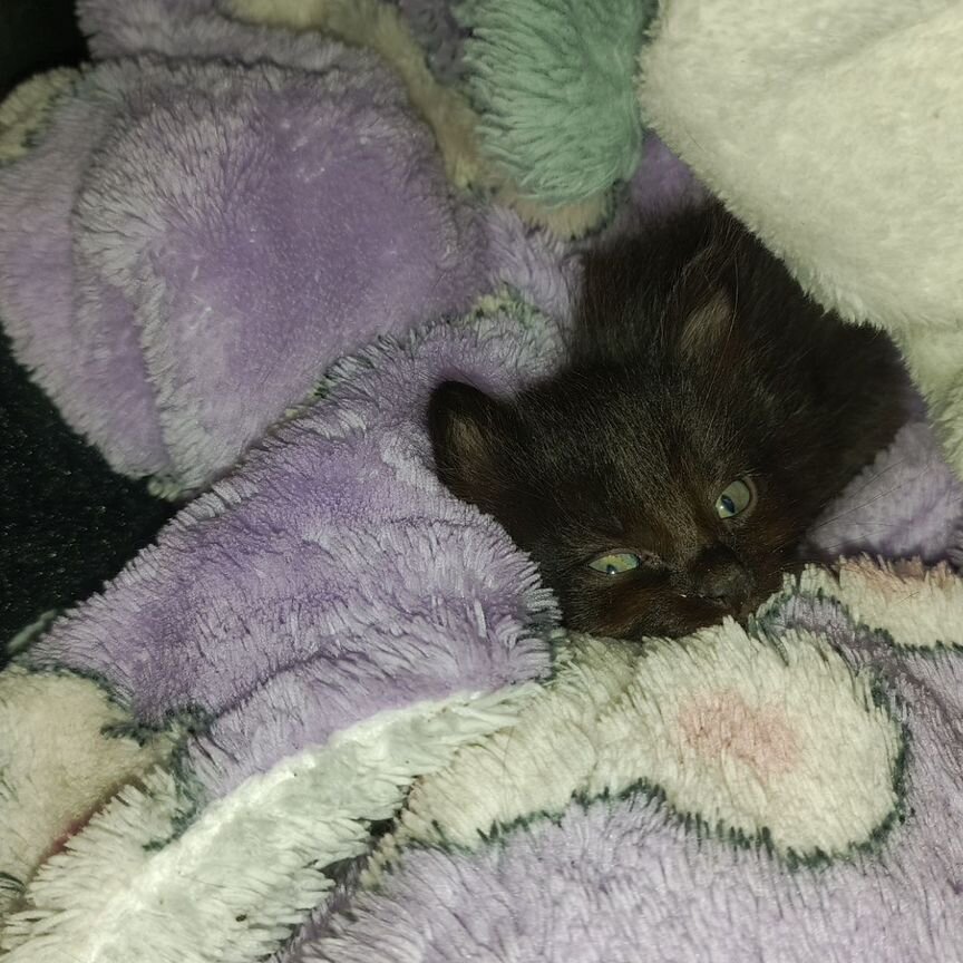 Котёнок в добрые руки