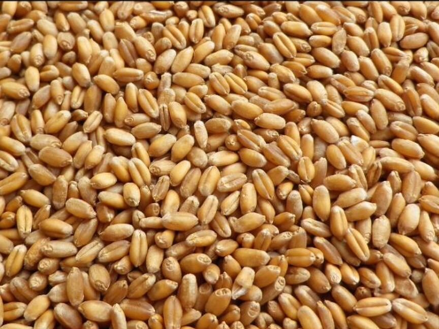Продам пшеницу, фураж