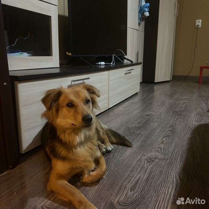 Собачка Джина ищет свою семью