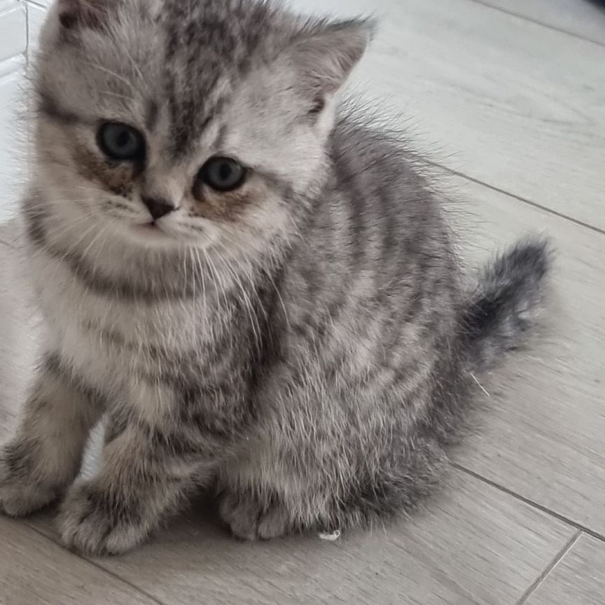 Шотландская