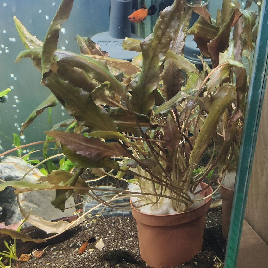 Аквариумное растение