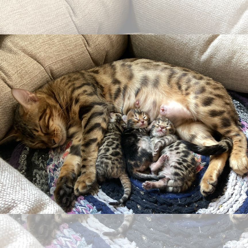 Бенгальские катята