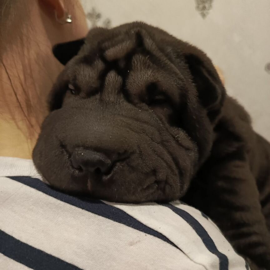 Щенок шарпей