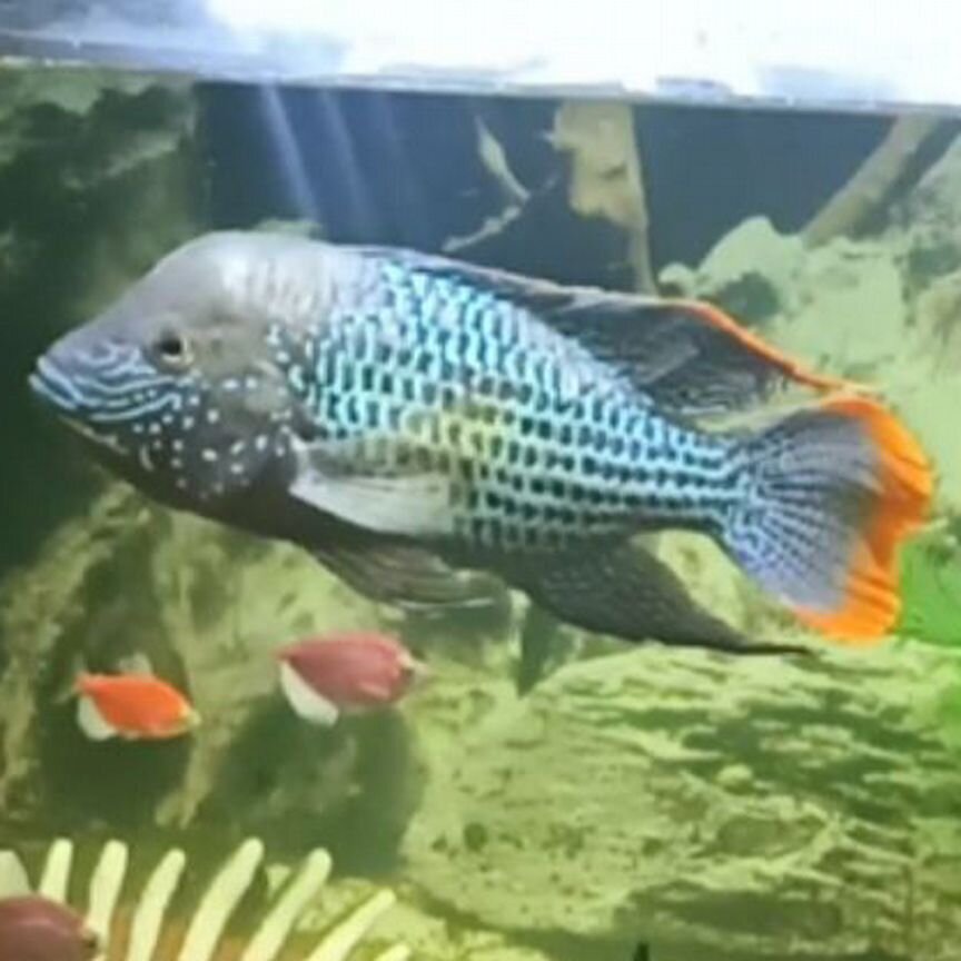 Аквариумная рыба Акара