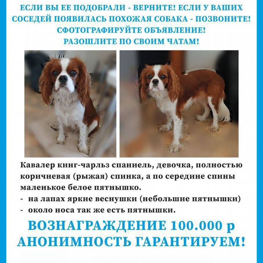 Спаниель