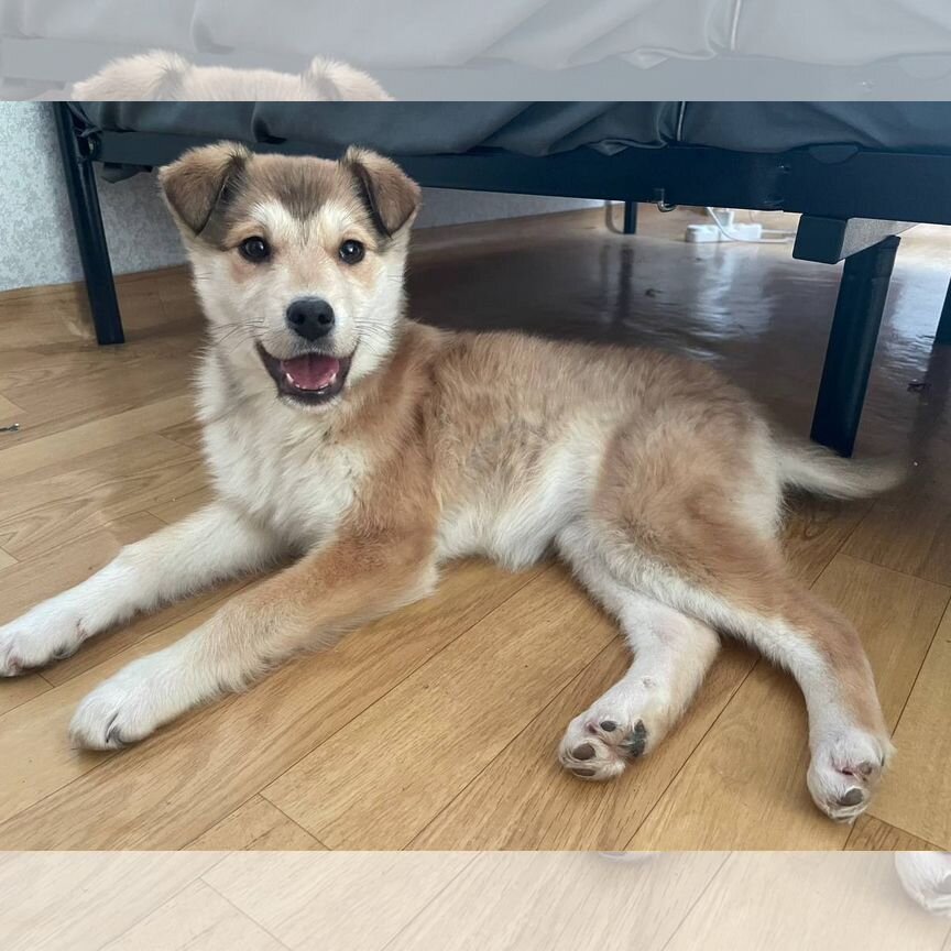 Щенок в добрые руки