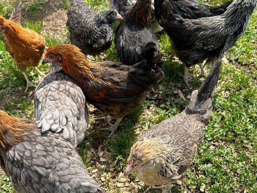 Куры молодки несушки Доминант