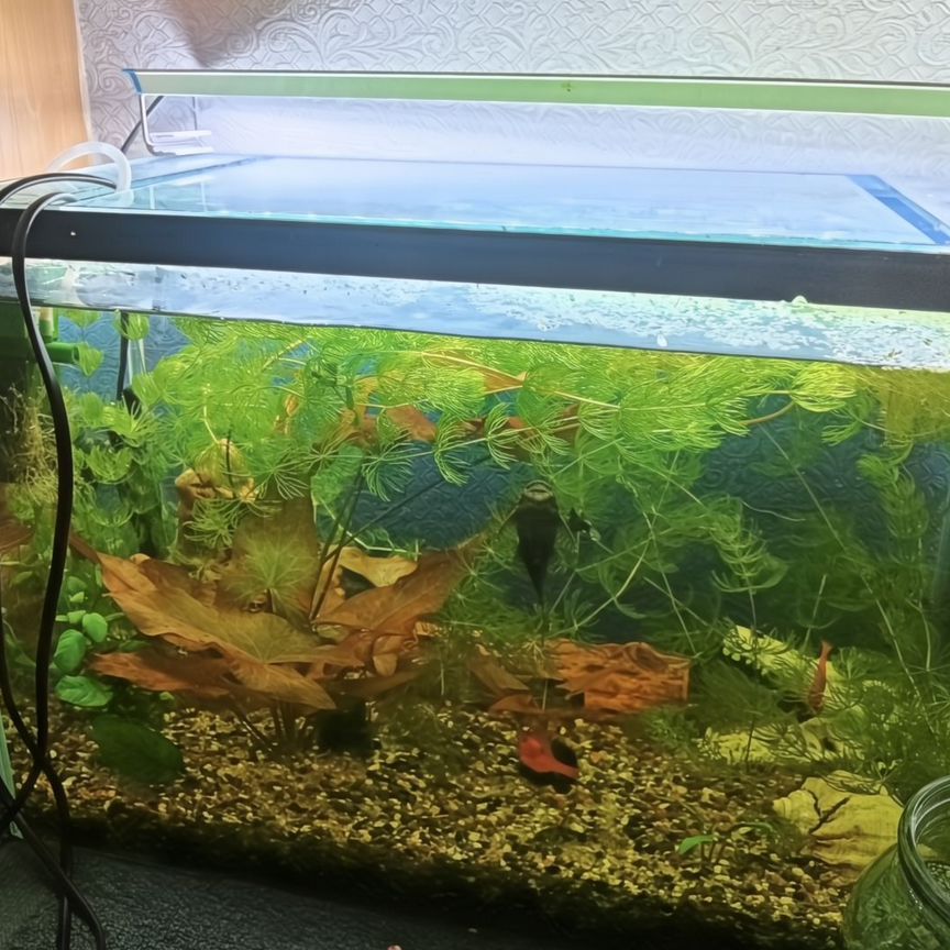 Аквариумные рыбки и растения