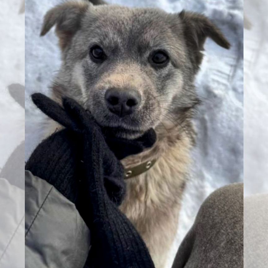 Взрослый пёс в добрые руки