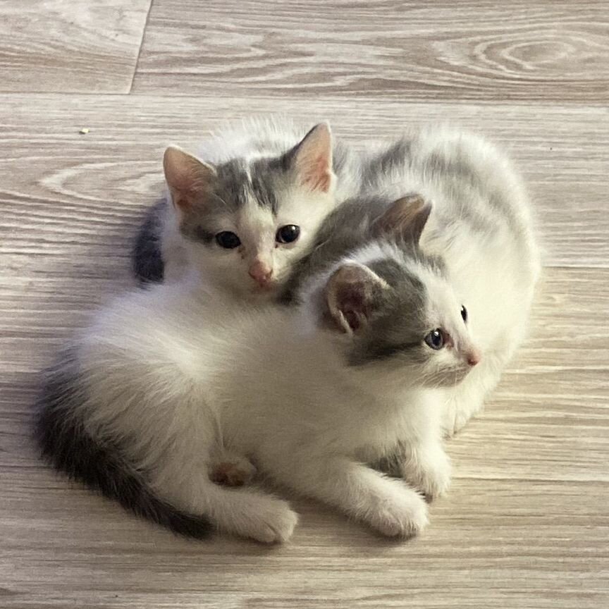 Котята породистые бесплатно
