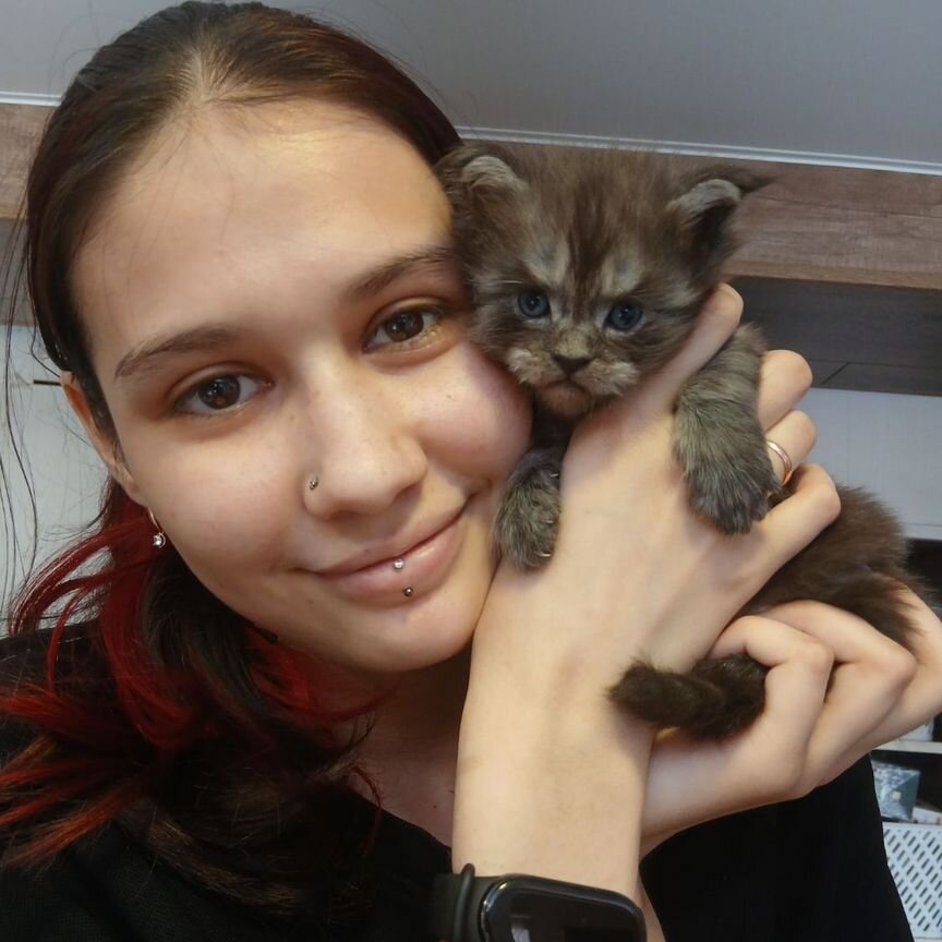 Котята мейн-кун