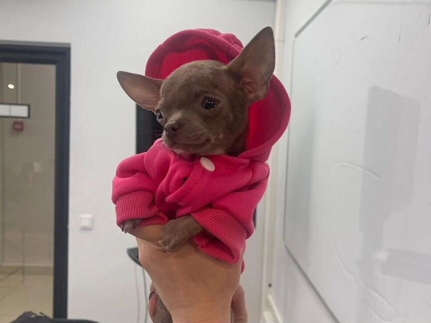 Щенок сучка чихуахуа мини