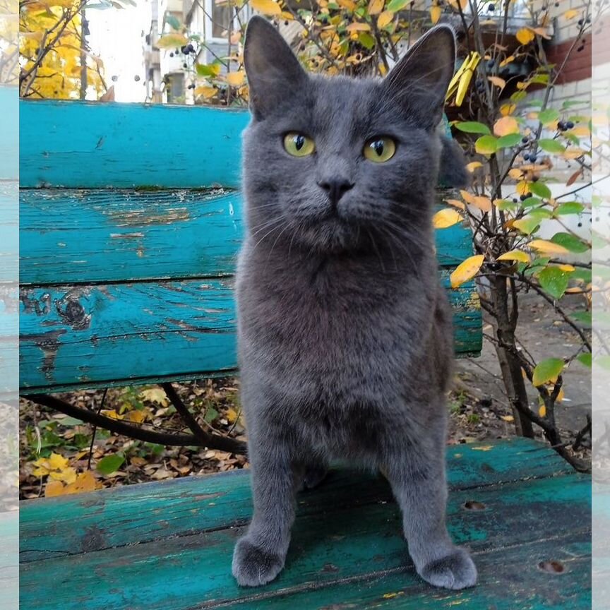 Кошечка в добрые руки