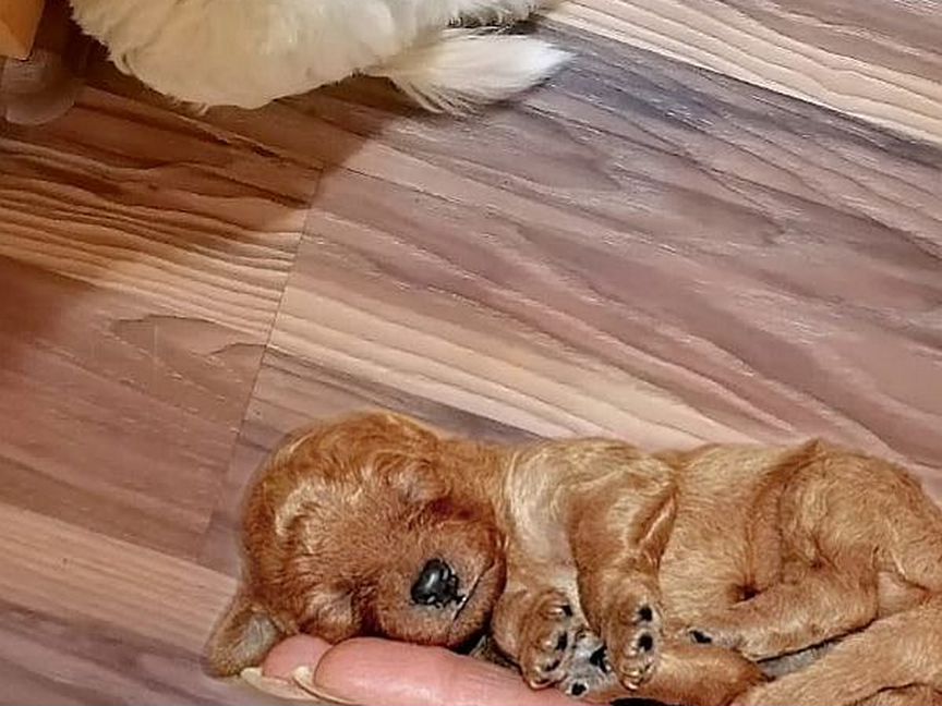 Мальтипу Ф1 мальчики на ноябрь