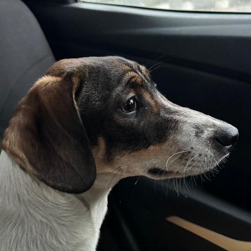 Отдам собаку в добрые руки