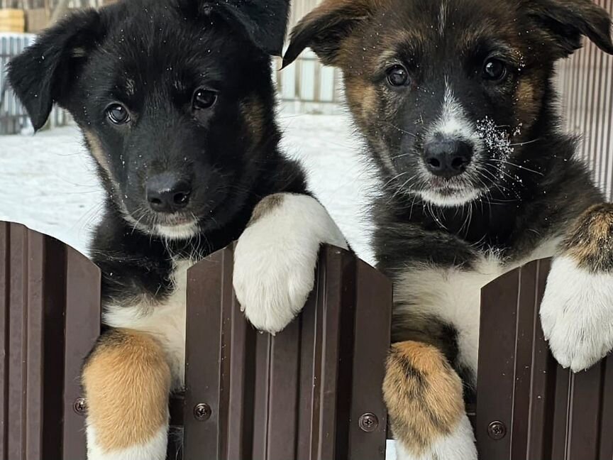 Щенки Клякса и Клепа в добрые руки