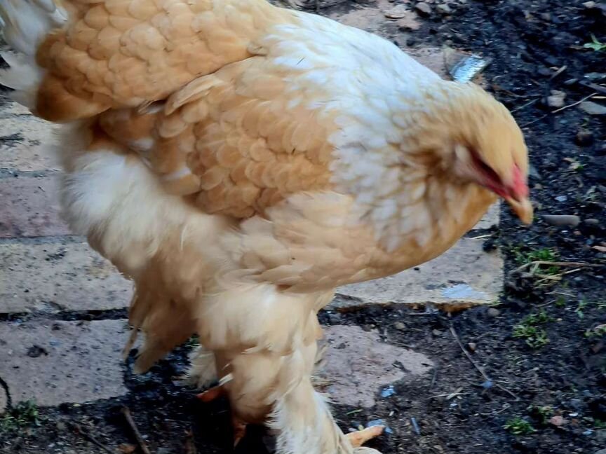 Брама Лимон 3 курицы