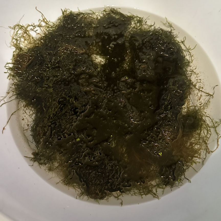 Мох аквариумный яванский