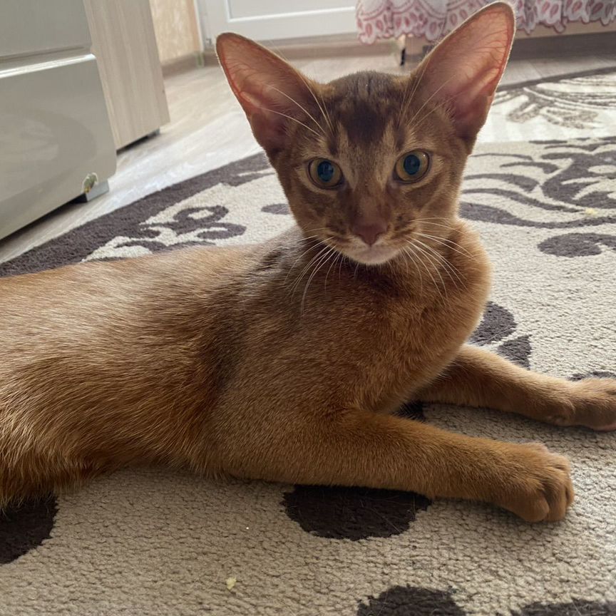 Абиссинская котенок