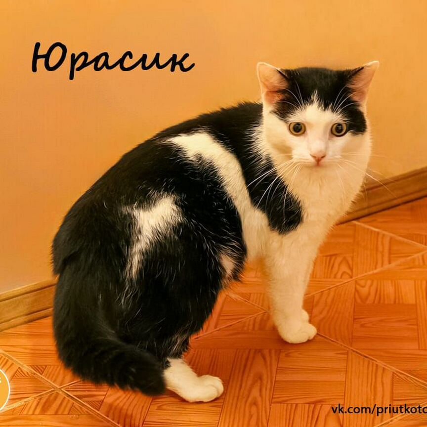 Кот Юрасик, 2.5 года