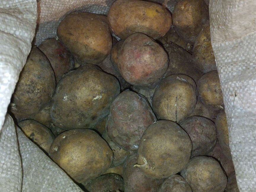 Продается картофель