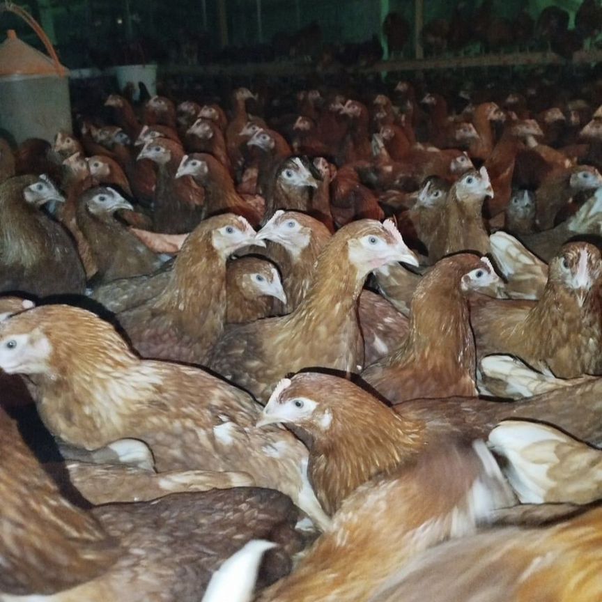 Куры несушки родонит